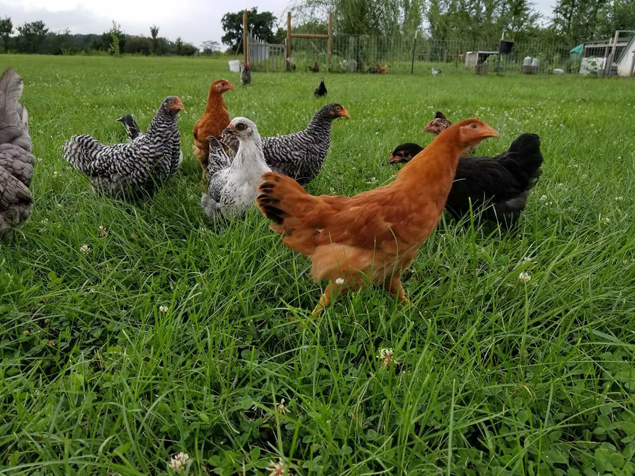 Welcome to our little farm!